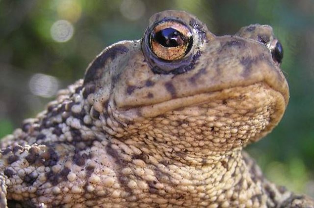 El sapo común no es solo terrestre. También se acomoda en árboles