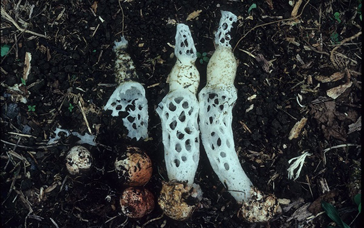 Investigadores describen cuatro nuevas especies de un género de hongo ...