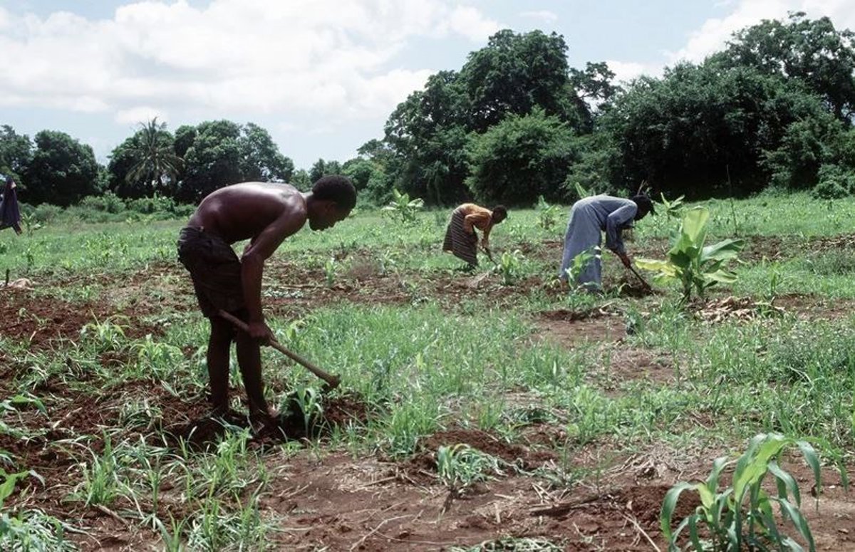 Los bantúes lograron cruzar la densa selva africana hace 4.000 años