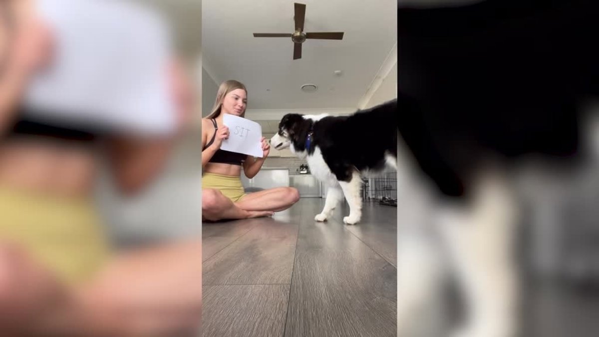 Chase, el perro lector: obedece las órdenes escritas en un papel