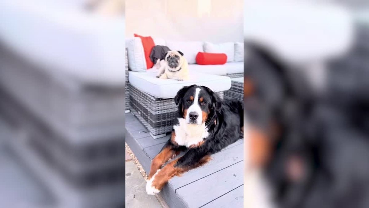 Desconecta.- Este perro es un consentido: viaja en un carro tirado por ...