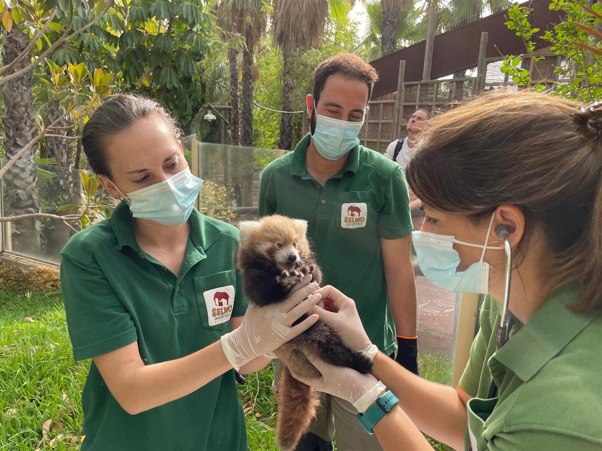 Timbu y Mitsuke, pareja de pandas rojos de Selwo Aventura, tienen su ...
