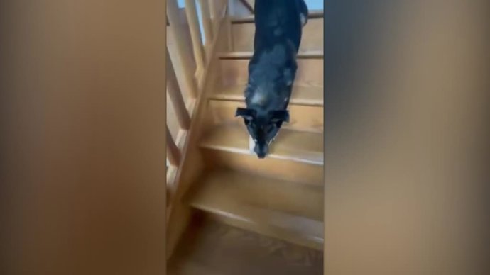 Desconecta.- Esta perrita adoptada vive a salvo en un refugio en Ucrania