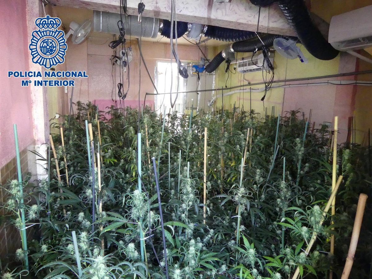 Detenidas dos personas por tener 500 plantas de marihuana en una instalación 'indoor' en ...