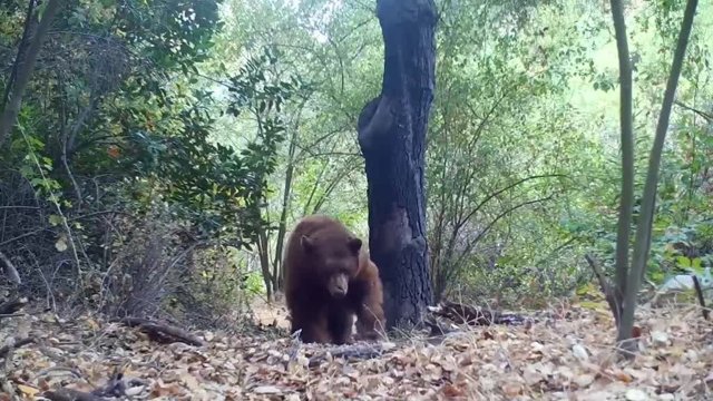 Desconecta.- Graban a un oso echándose una siesta durante horas