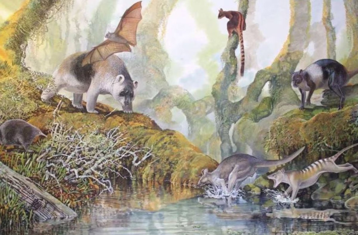 Canguros gigantes cuadrúpedos pudieron subsistir hasta hace 20.000 años