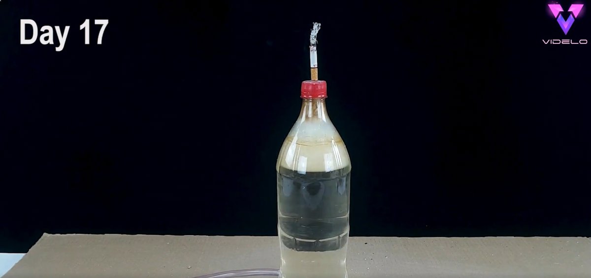 Este experimento muestra el efecto de fumar un cigarrillo al día ...