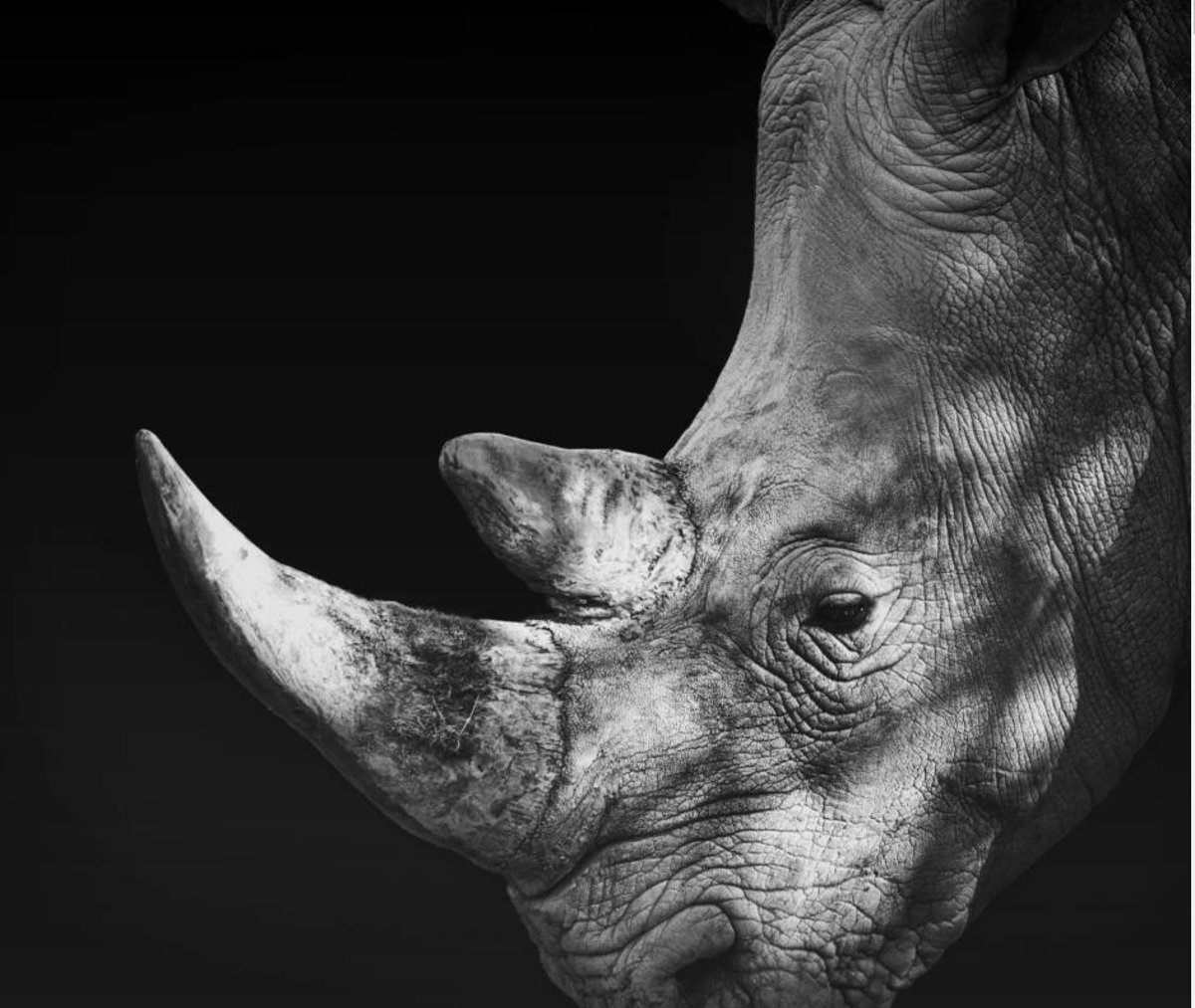 Fotos sugieren que los cuernos de rinoceronte han menguado en un siglo