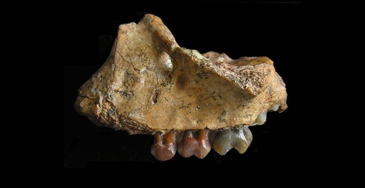 Un pequeño simio llena un vacío en la evolución de los primates