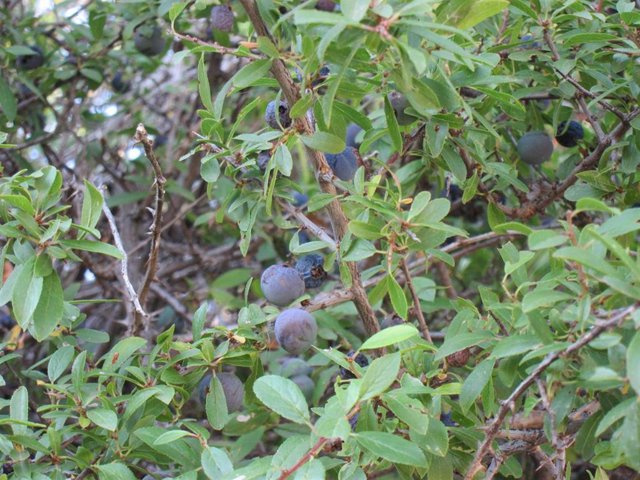 La IG Pacharán Navarro da por finalizada la campaña de recolección de ...