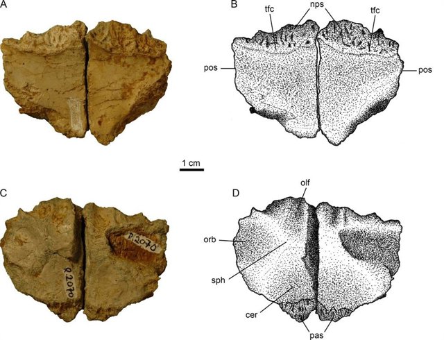 Nueva especie de dinosaurio enano herbívoro en Rumanía