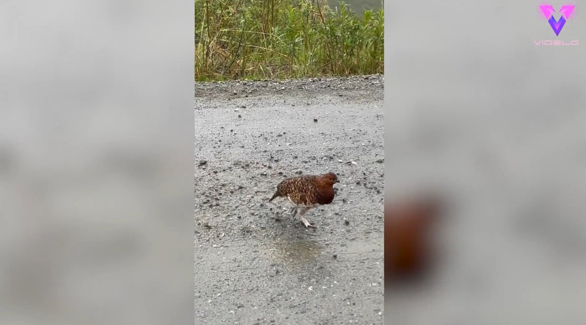 Este fotógrafo se topa con una curiosa enemiga: una perdiz