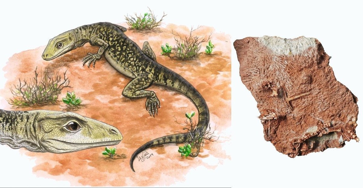 El lagarto moderno amplía sus orígenes en 30 millones de años