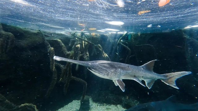 El Oceanogràfic de València incorpora tres peces espátula