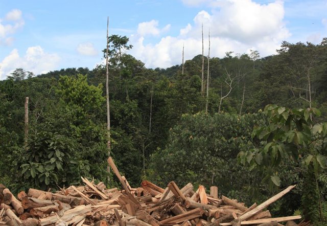 Los bosques tropicales recuperados de la tala pasan a emitir carbono