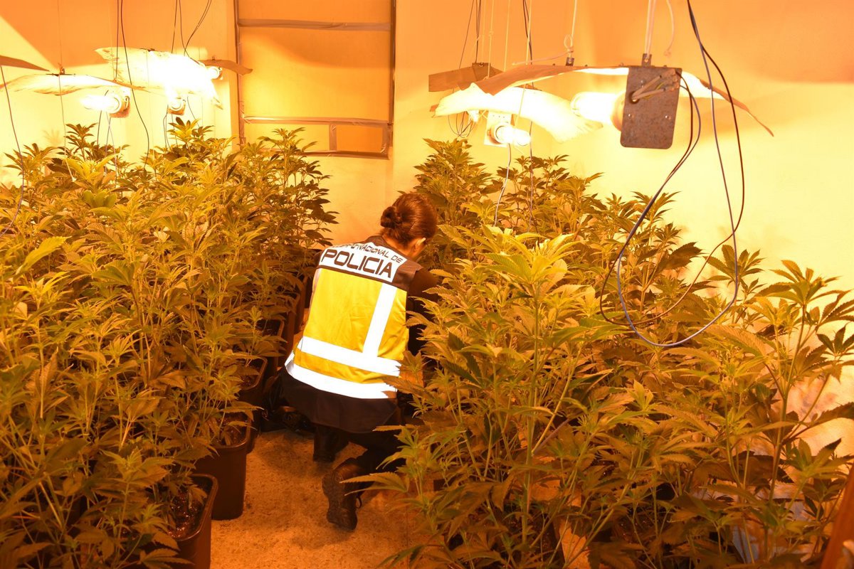 Desmanteladas dos plantaciones de marihuana en Gandia y detenidas tres personas