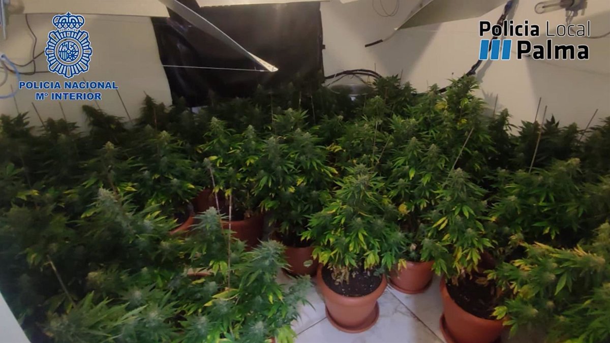 La Policía desmantela una plantación de marihuana con un enganche ilegal eléctrico en un piso de ...