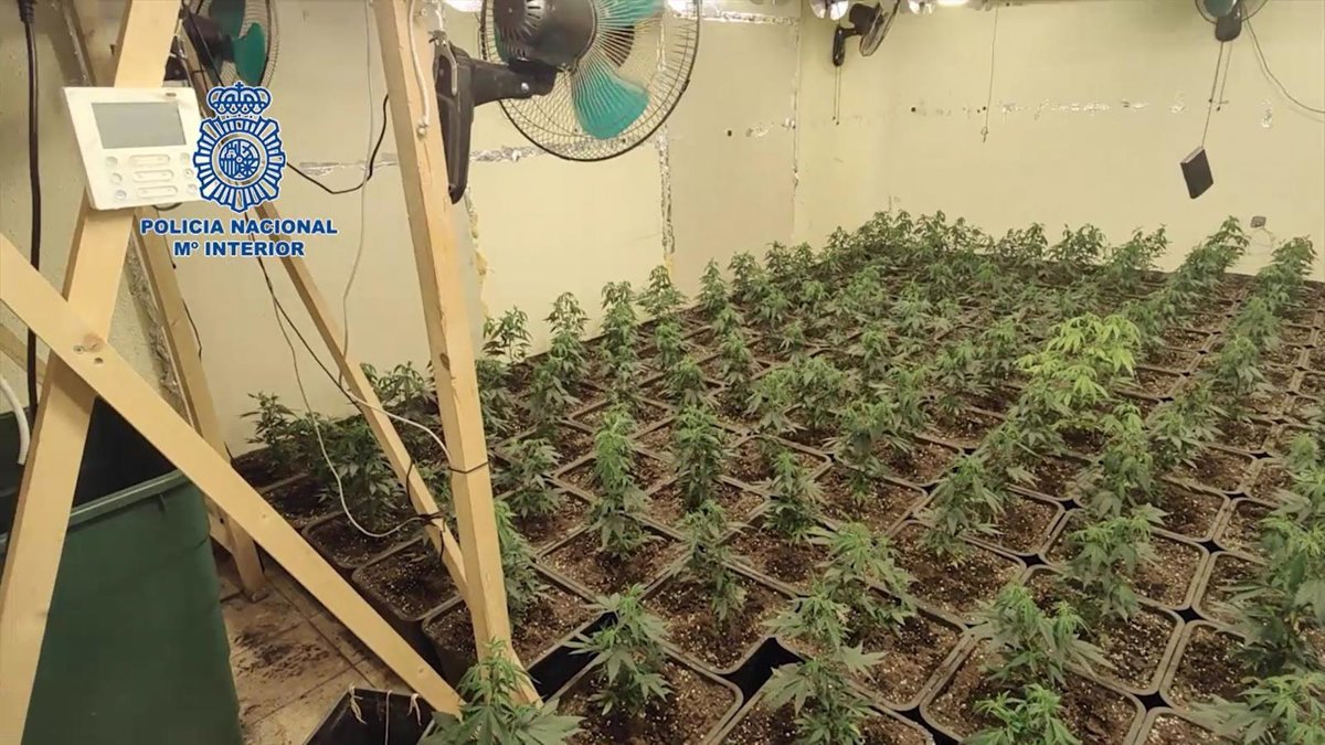 Desmanteladas seis plantaciones "indoor" de marihuana con un total de 2.181 plantas en Alicante ...