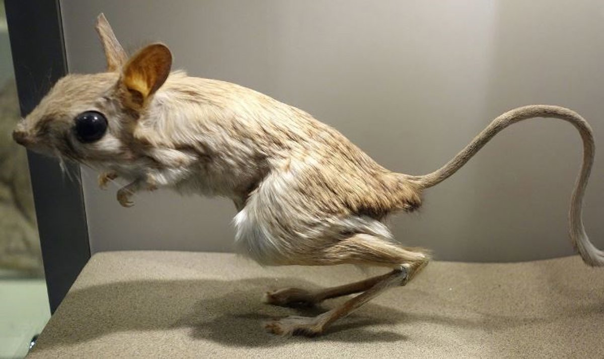 Muscles like those of The Flash observed in mouse legs - Archyde