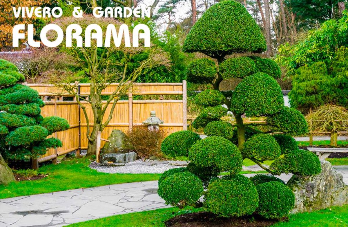 La poda de árboles por salud y seguridad, por VIVEROS FLORAMA