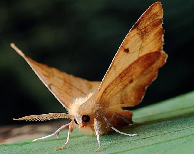 Las polillas son mejores polinizando que las abejas