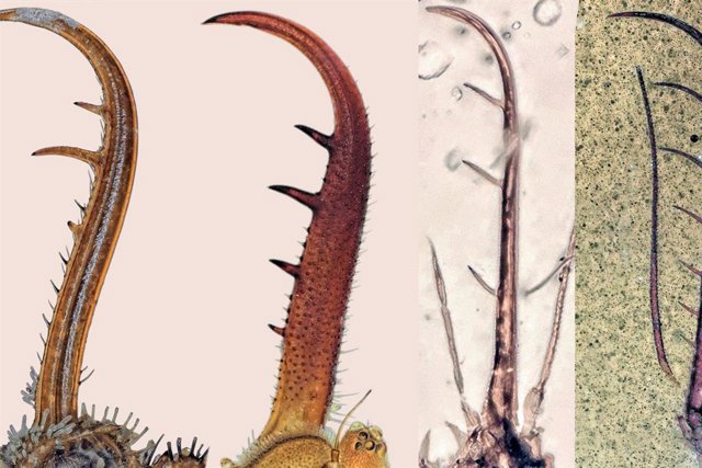 Los neurópteros han retrocedido entre los insectos desde el Cretácico