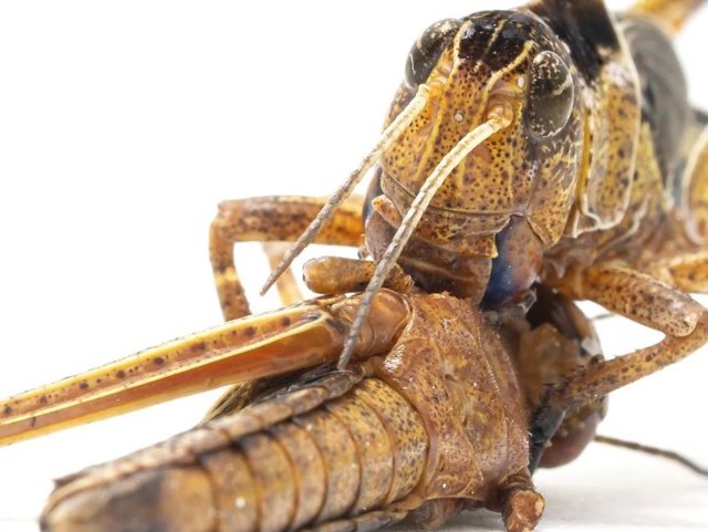 Una señal química evita el canibalismo entre langostas