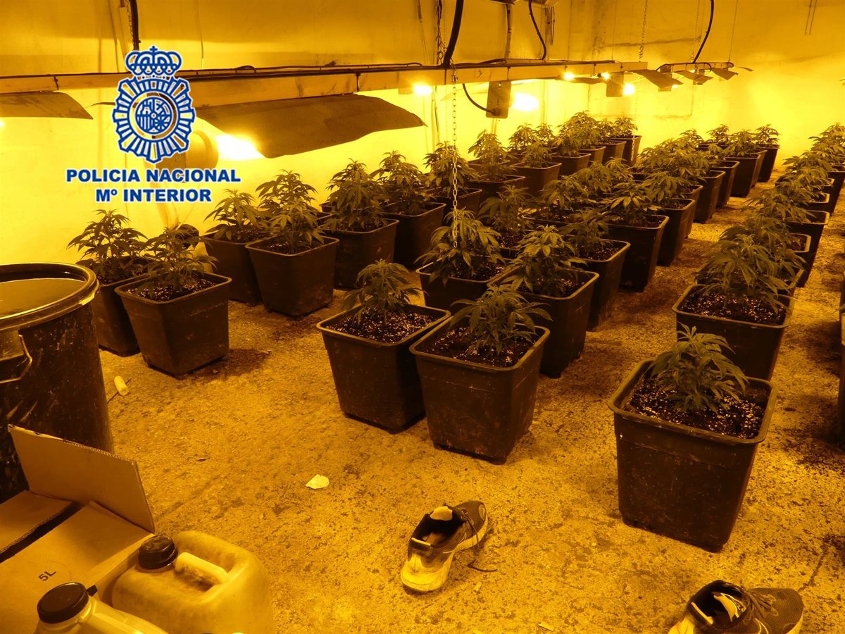 Desmanteladas dos plantaciones de marihuana en Alcantarilla y Javalí Viejo y detenidos sus 2 ...