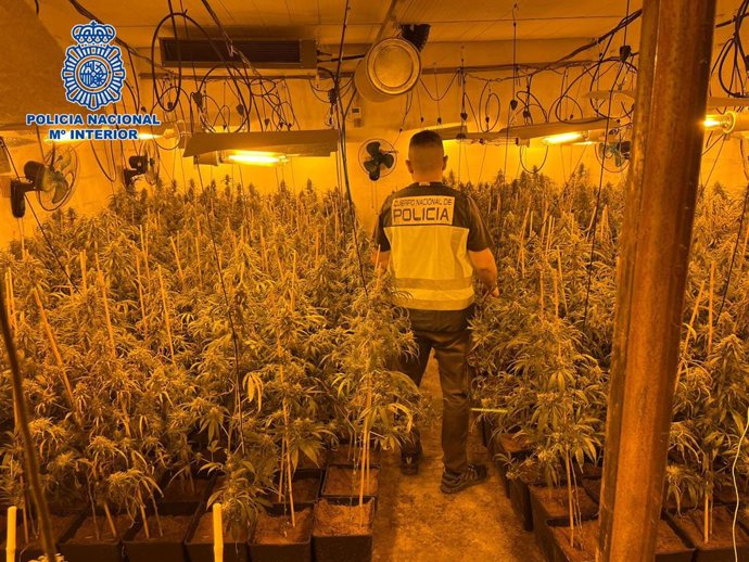 Agricultura.- La Policía Nacional desmantela un centro de producción de marihuana a gran escala ...