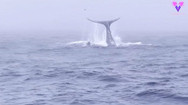 La increíble exhibición de una ballena que saluda a los observadores de ...