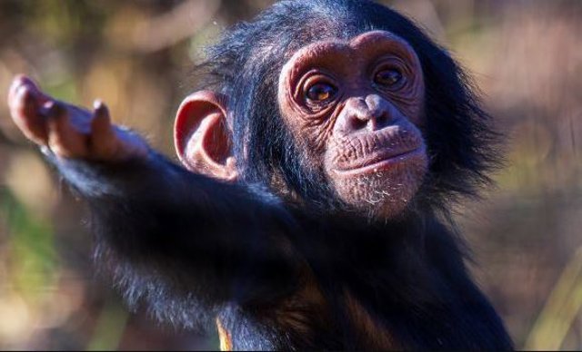 La comunicación en chimpancés se asemeja a la de los bebés humanos