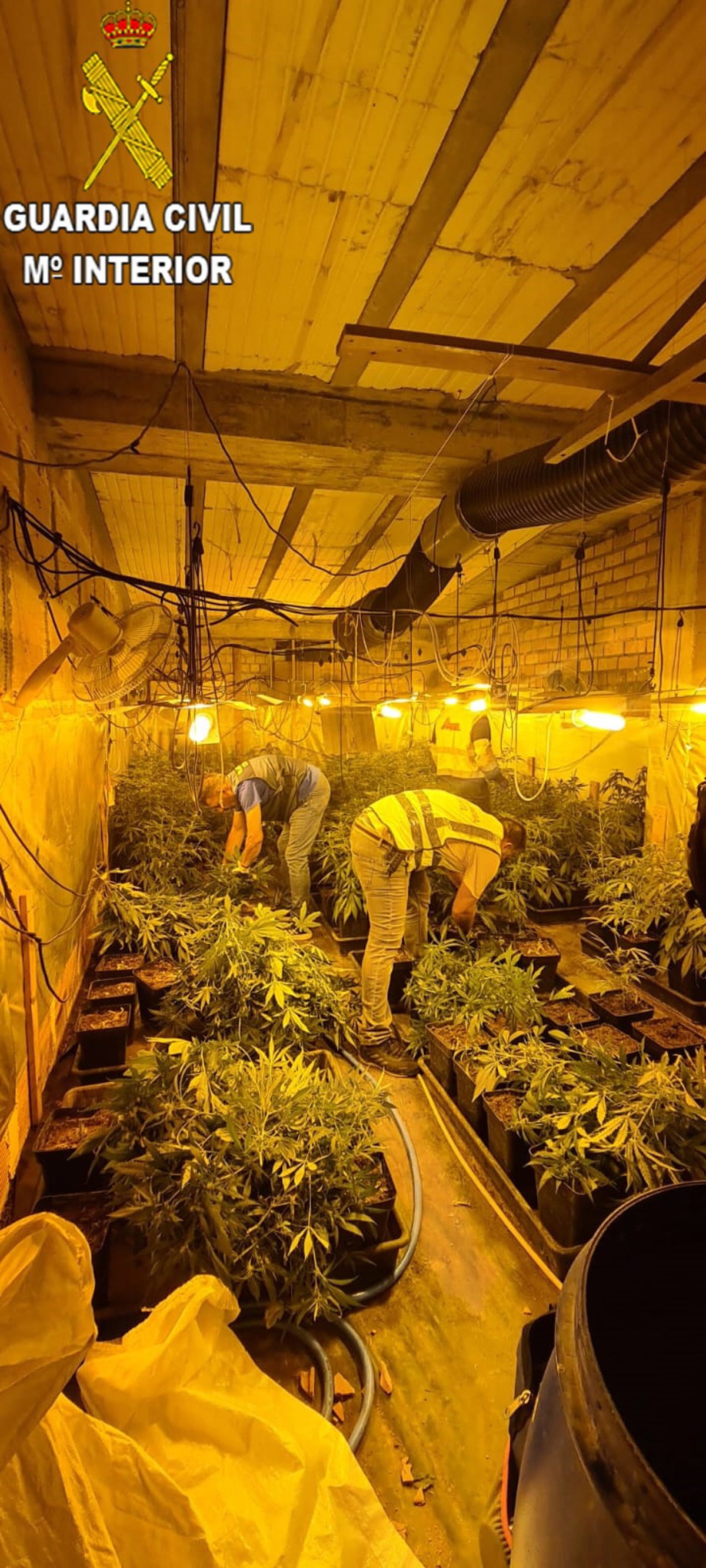 Desmanteladas tres plantaciones de marihuana en el interior de una vivienda en Bornos (Cádiz)