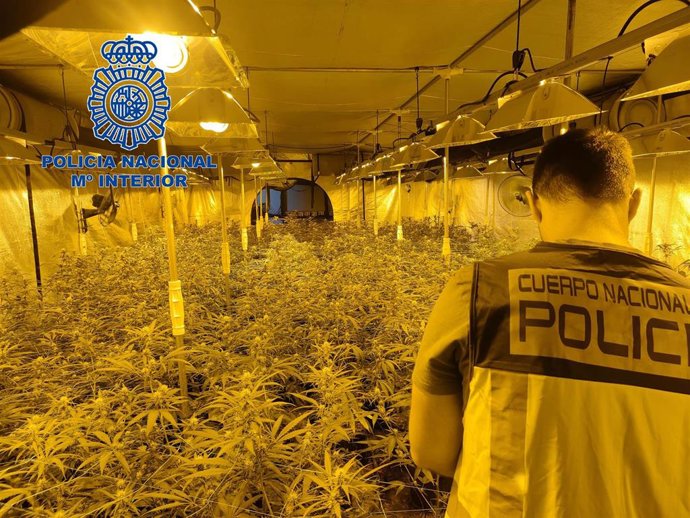 Desmantelan un cultivo de marihuana de más de 1.000 plantas en la partida de Algoda