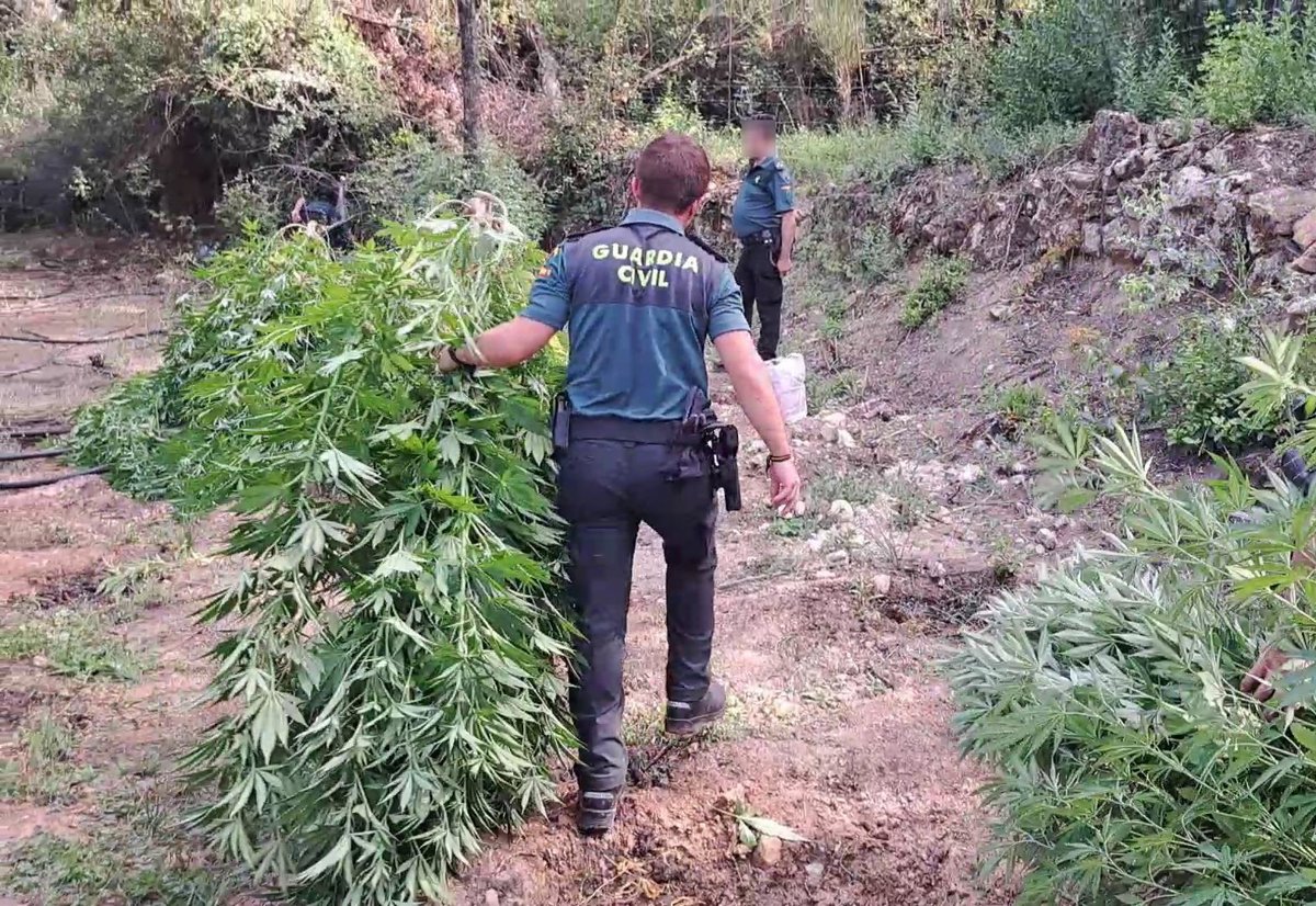 La Guardia Civil investiga a un vecino de Beas de Segura (Jaén) por cultivar marihuana y ...