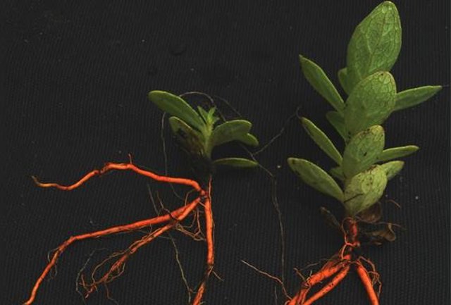 Investigadores analizan cómo crear biofactorías de azafrina, un ...