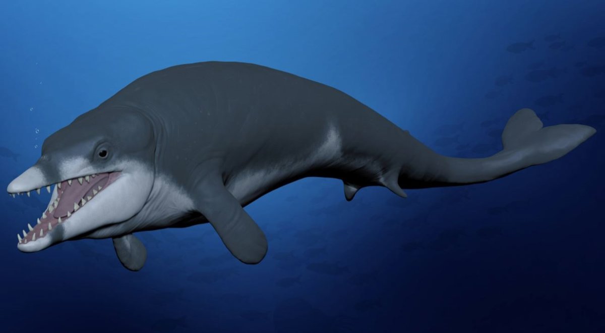 Nueva especie de ballena extinta descubierta en el desierto egipcio