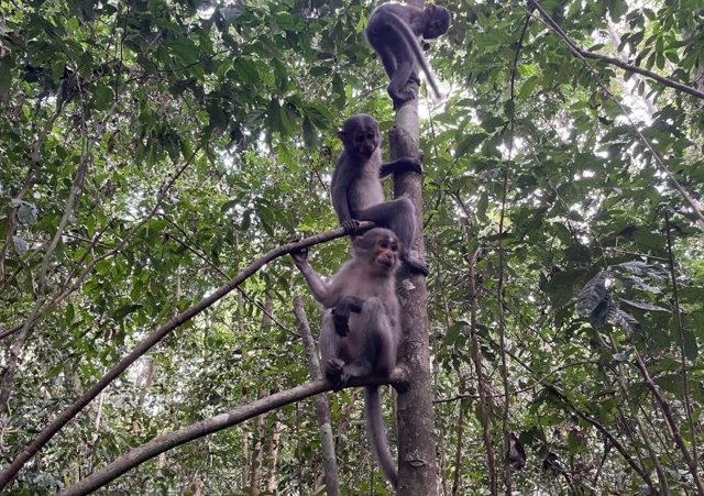 Hombros y codos evolucionaron como frenos para simios trepadores