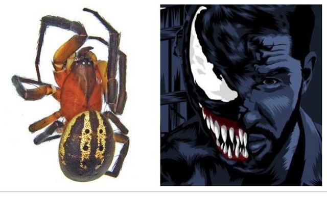 Venom y Tom Hardy dan nombre a una nueva especie de araña