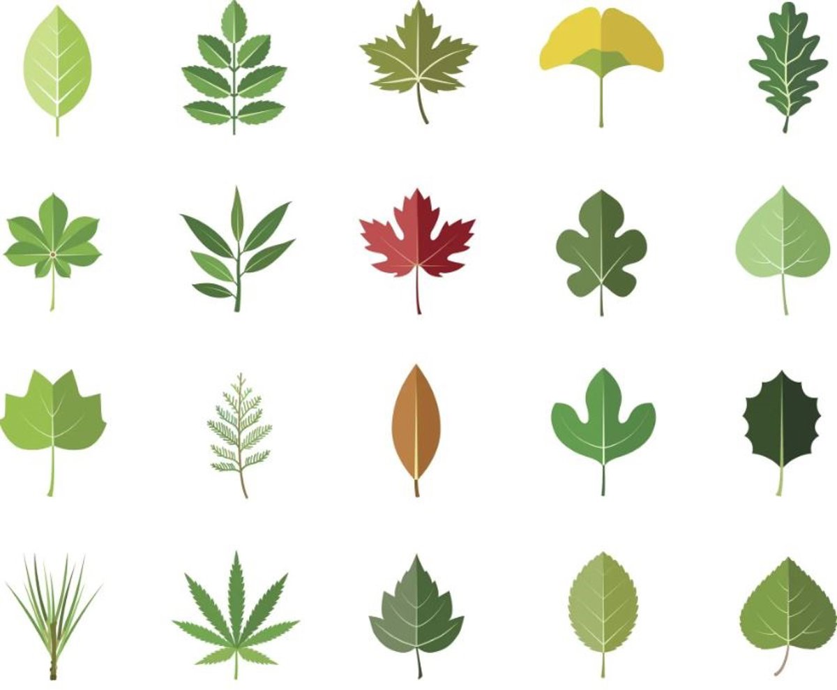 La importancia de las hojas de los árboles para almacenar CO2