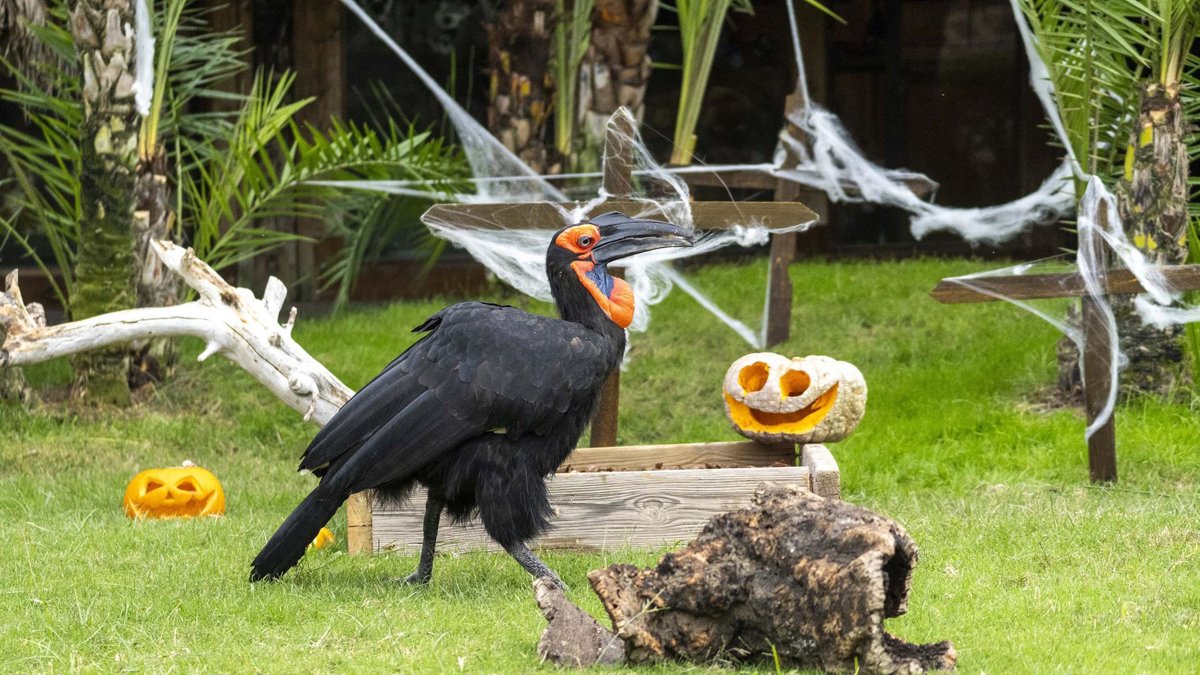 Un Halloween "bestial" en Bioparc València amb decoració de làpides, carabasses i teles d'aranya