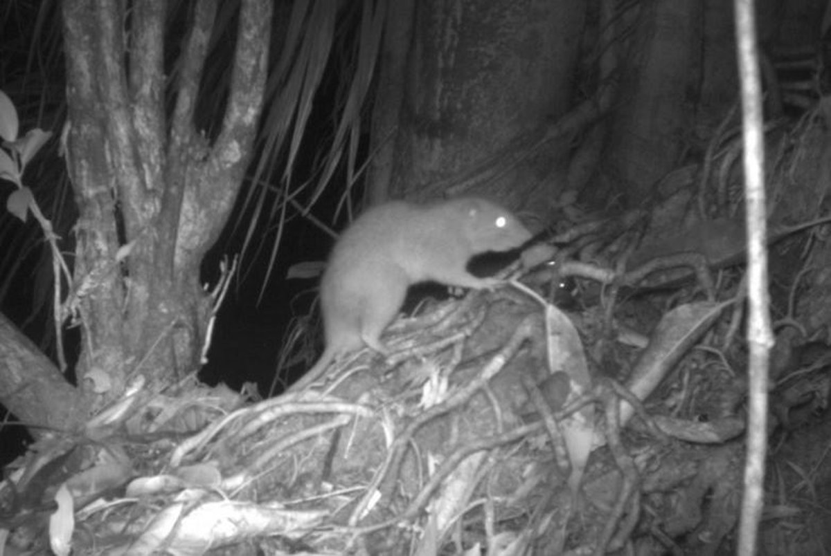 Primeras imágenes de una rara rata gigante que rompe cocos