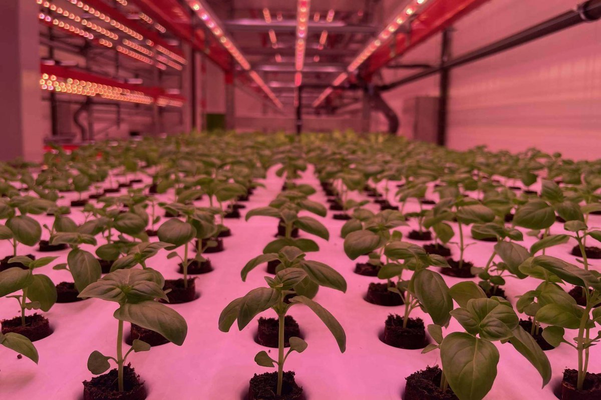 Néboda Farms adopta la unidad DAC de Skytree para una producción de ...