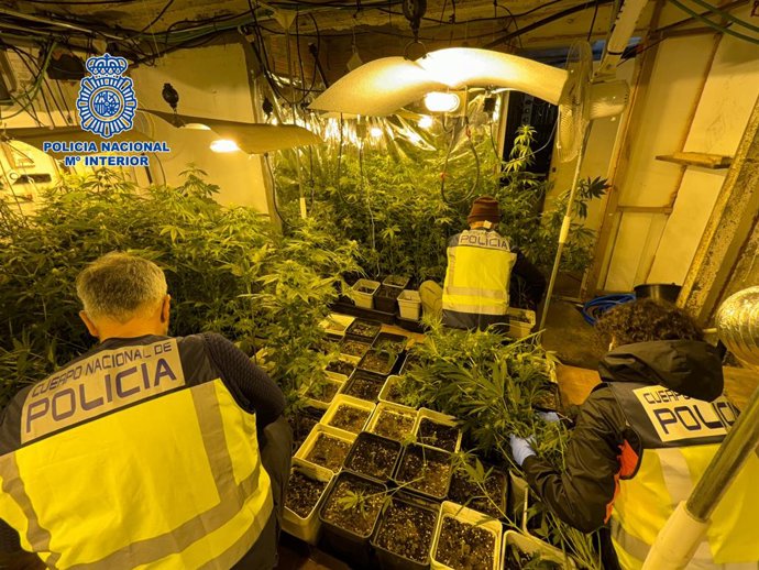 Agricultura.- Detenidas dos personas en Urduliz (Bizkaia) por cultivar dentro de un caserío más ...