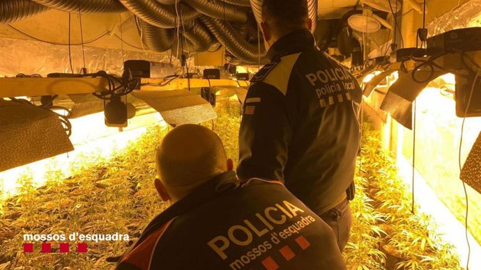 Cuatro detenidos y tres plantaciones de marihuana desmanteladas en La Bisbal y Sils (Girona)