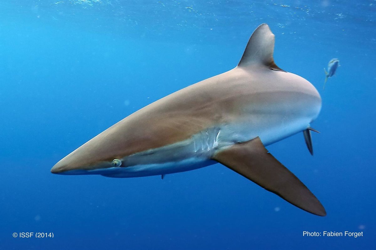 Un proyecto europeo ayudará a reducir pesca incidental de especies ... Un proyecto europeo ayudará a reducir pesca incidental de especies ...