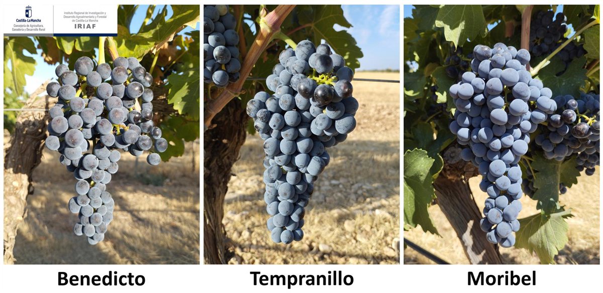 Investigadores de C-LM identifican variedades de vid alternativas a la Tempranillo mejor ...