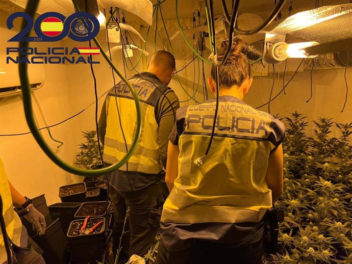 Detenido un hombre tras desmantelar dos plantaciones de marihuana en Riudarenes (Girona)