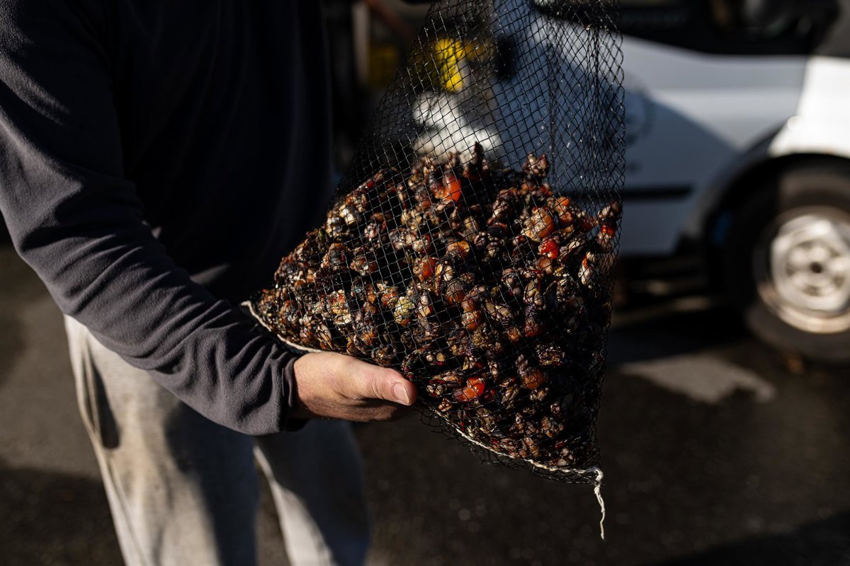 Pesca.- Intervenidos 19 kilos de percebes a dos furtivos en Alfoz de ...