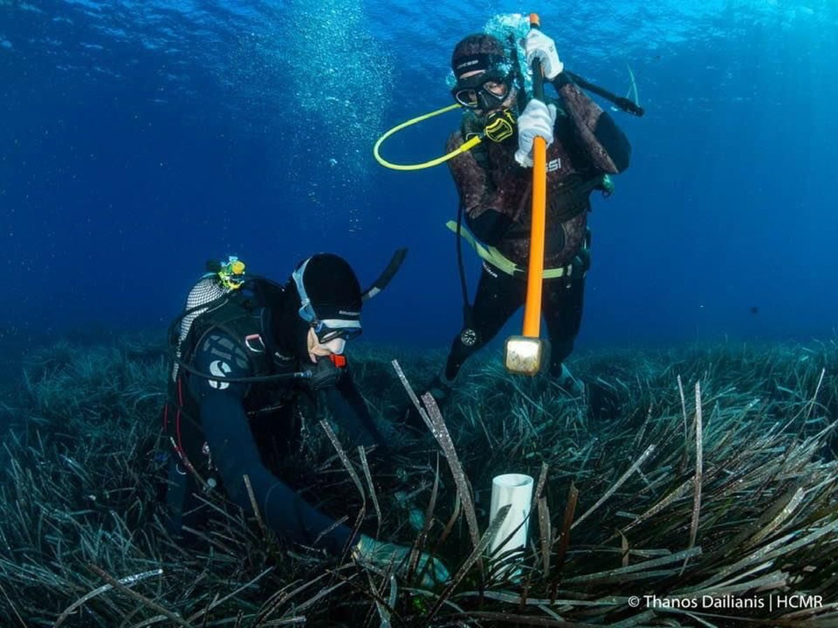 Una investigación sobre la conservación del carbono azul, premiada por ...