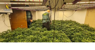 Marihuana hoy | Noticias | Europa Press